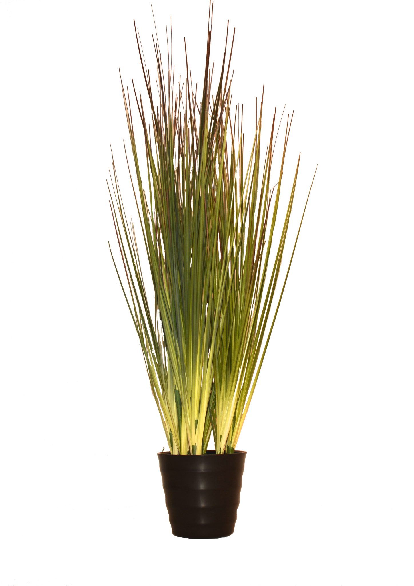 Grass potted grey-green - Palma store